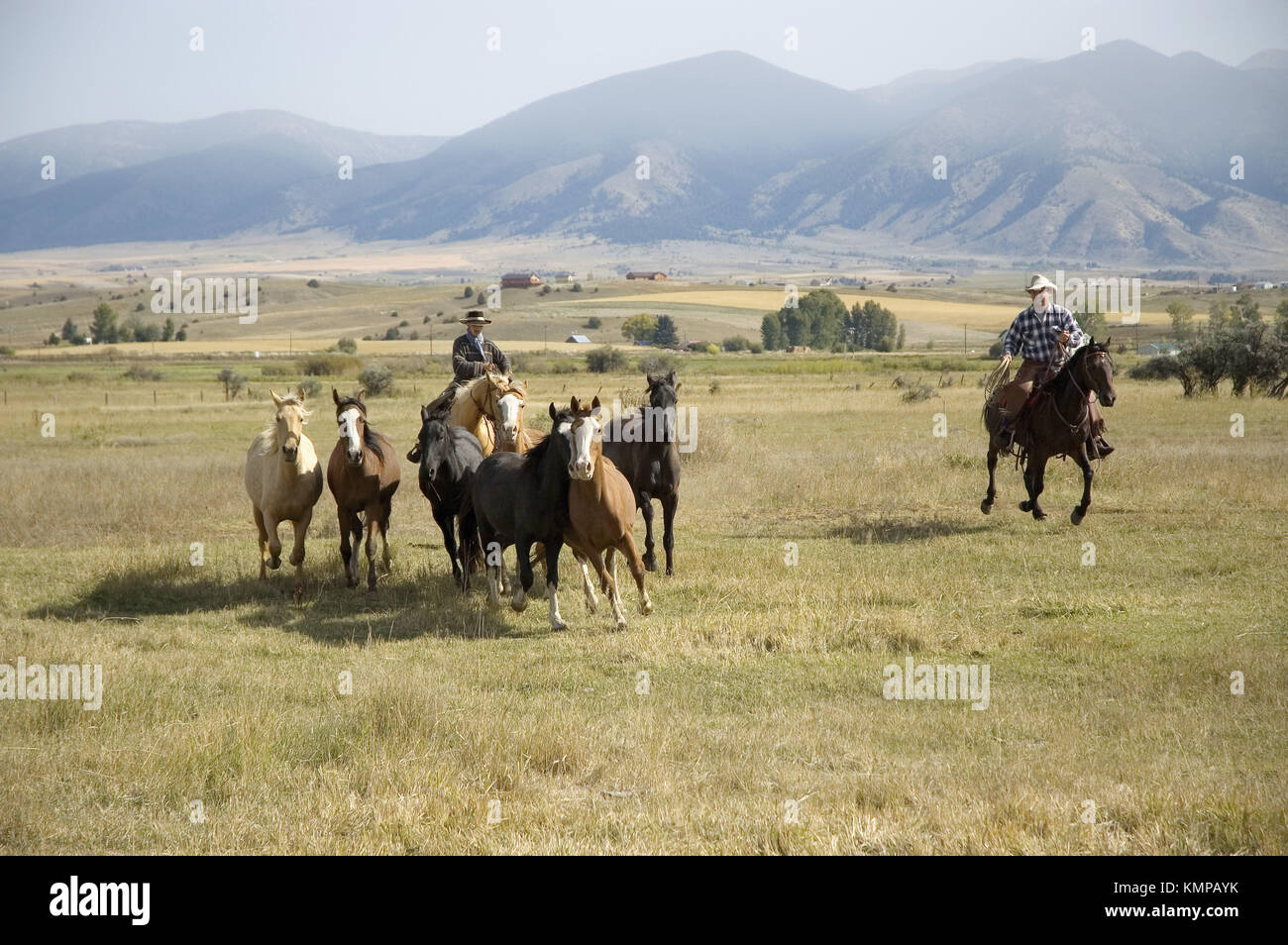 Know about horses hi-res stock photography and images - Alamy