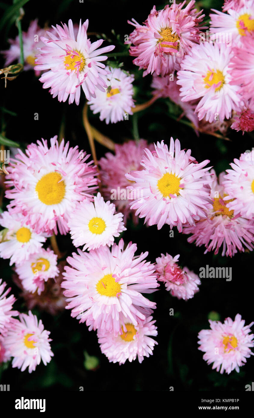 Compositae flower hi-res stock photography and images - Alamy