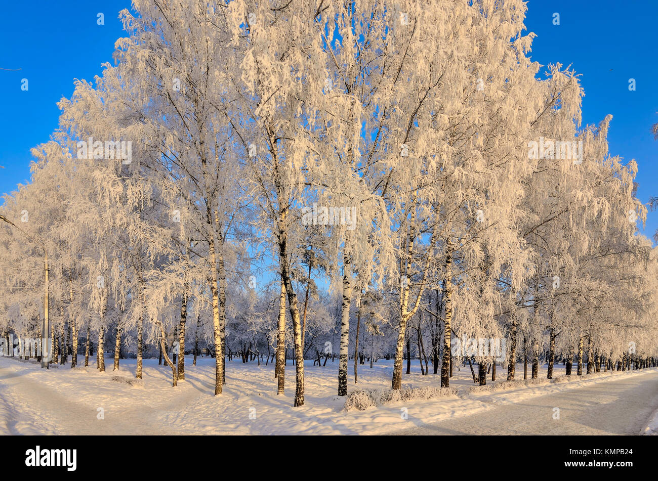 Sunny winter landscape in the city park with birch trees hoarfrost ...