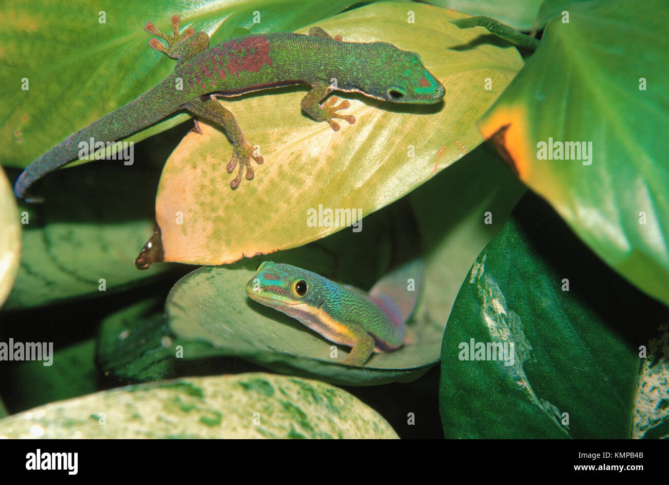 Two geckos hi-res stock photography and images - Alamy