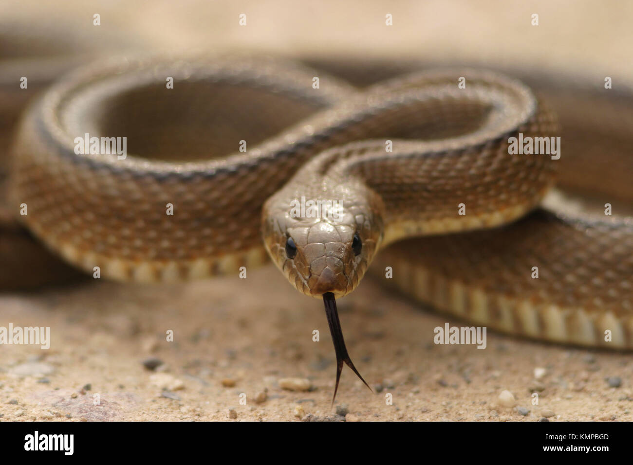 Ladder Snake (Elaphe scalaris) in Alto Palancia region. Castellón ...