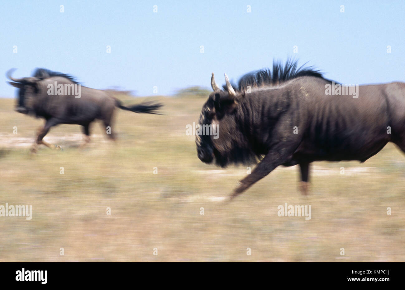 Wildebeest running male hi-res stock photography and images - Alamy