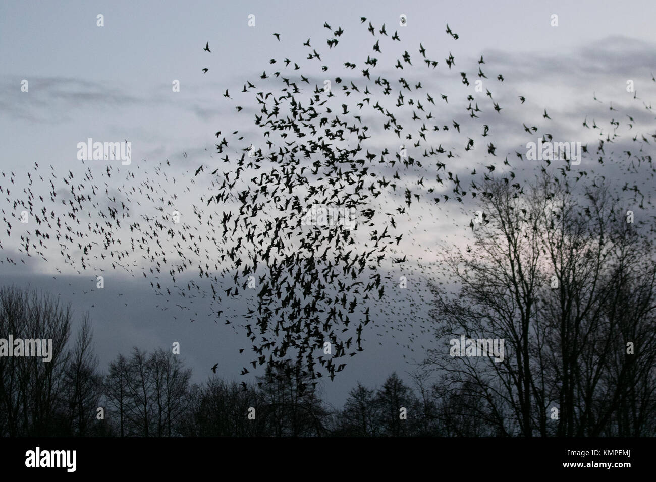 A spectacular dusk starling flight, gathering and groupings, with ...
