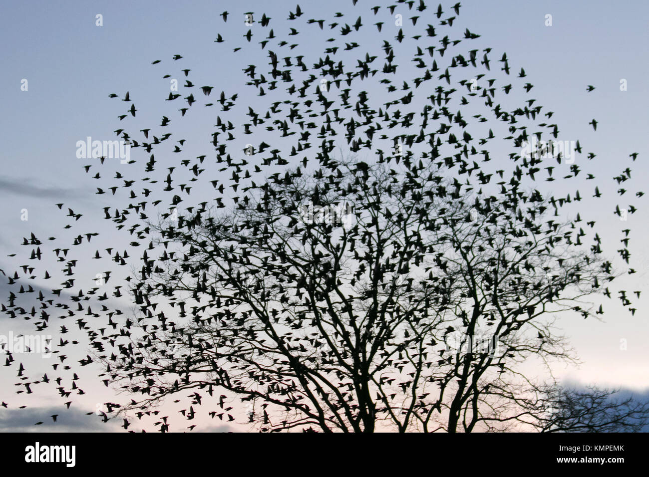 A spectacular dusk starling flight, gathering and groupings, with ...