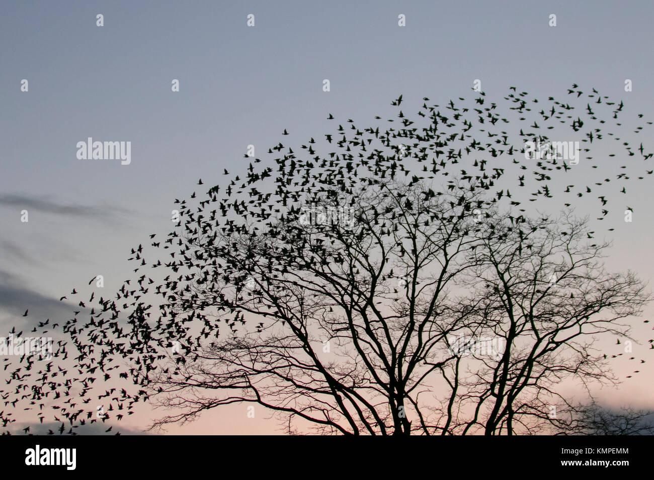 A spectacular dusk starling flight, gathering and groupings, with ...