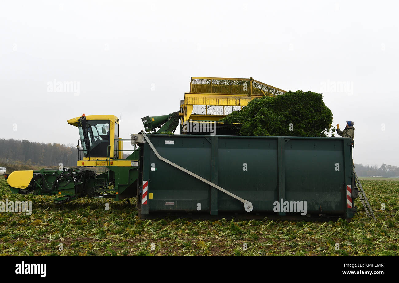 Vechta, Germany. 7th Nov, 2017. Kale is loaded from the harvesting ...