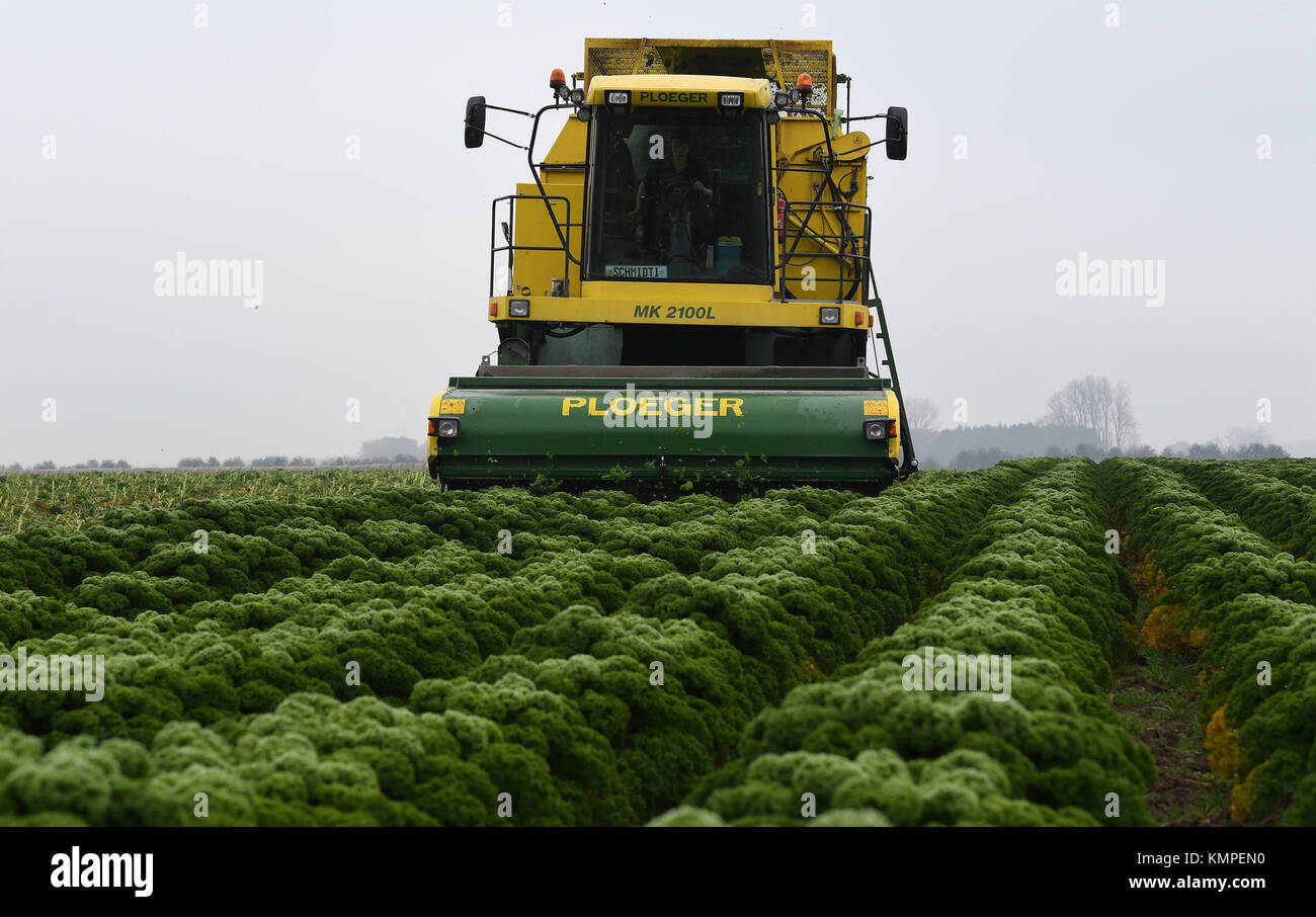 Vechta, Germany. 7th Nov, 2017. Christian Schmidt drives a kale ...