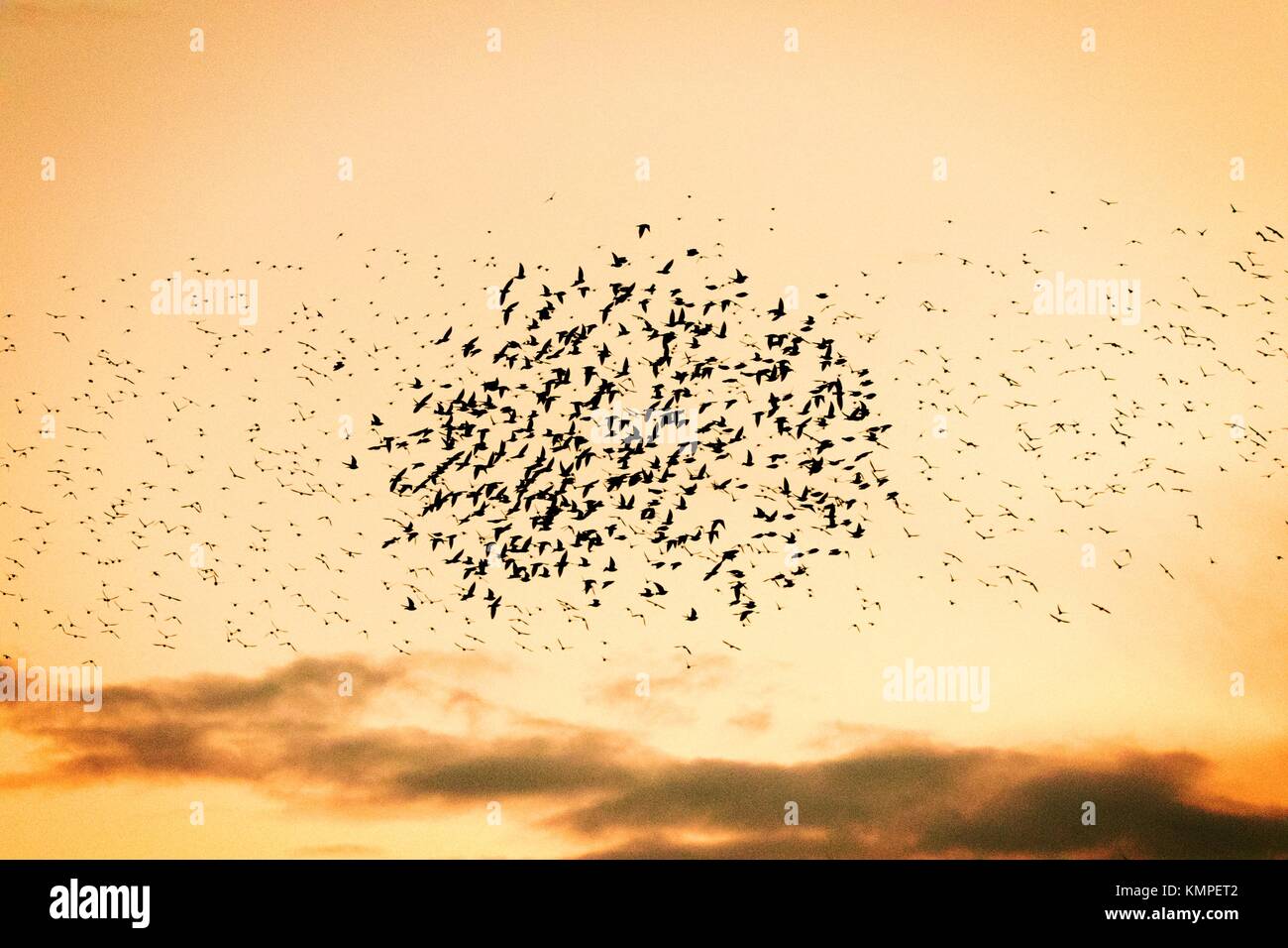 flock fly animal starling flight swarm bird dusk murmuration blackpool ...