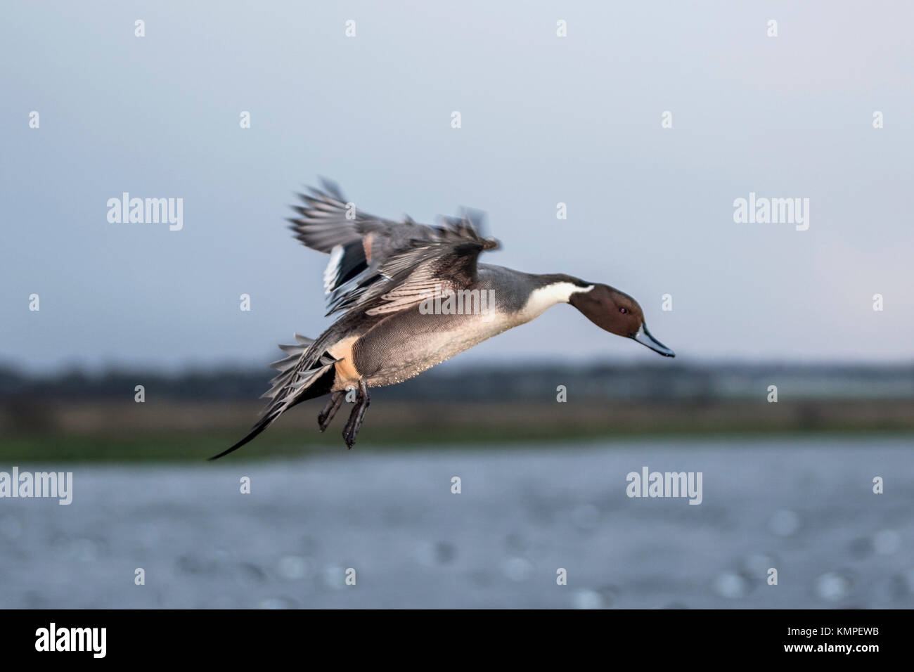 Ducks and staff hi-res stock photography and images - Alamy