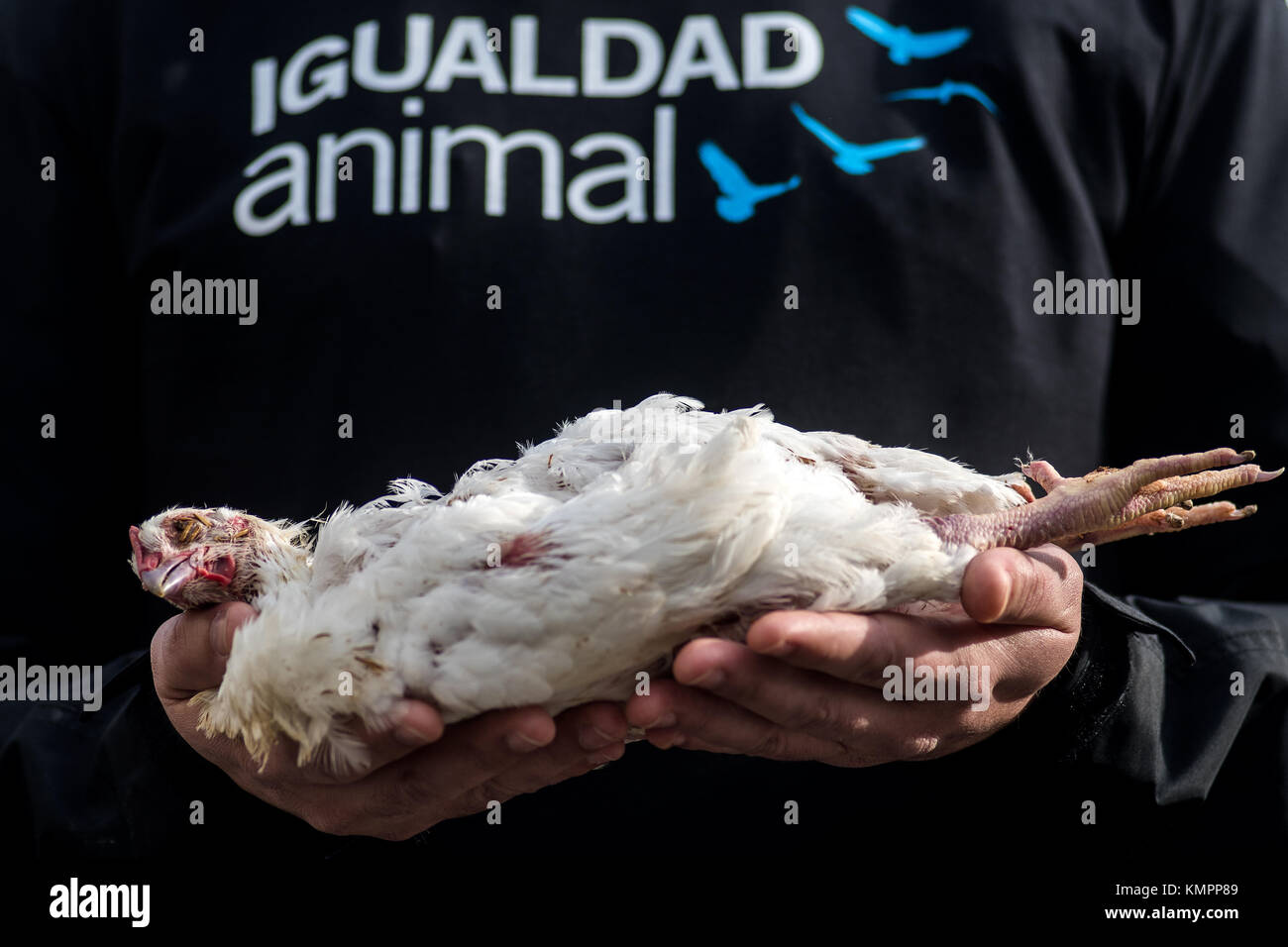 Madrid, Spain. 9th Dec, 2017. An activist of pro-animal rights group ...