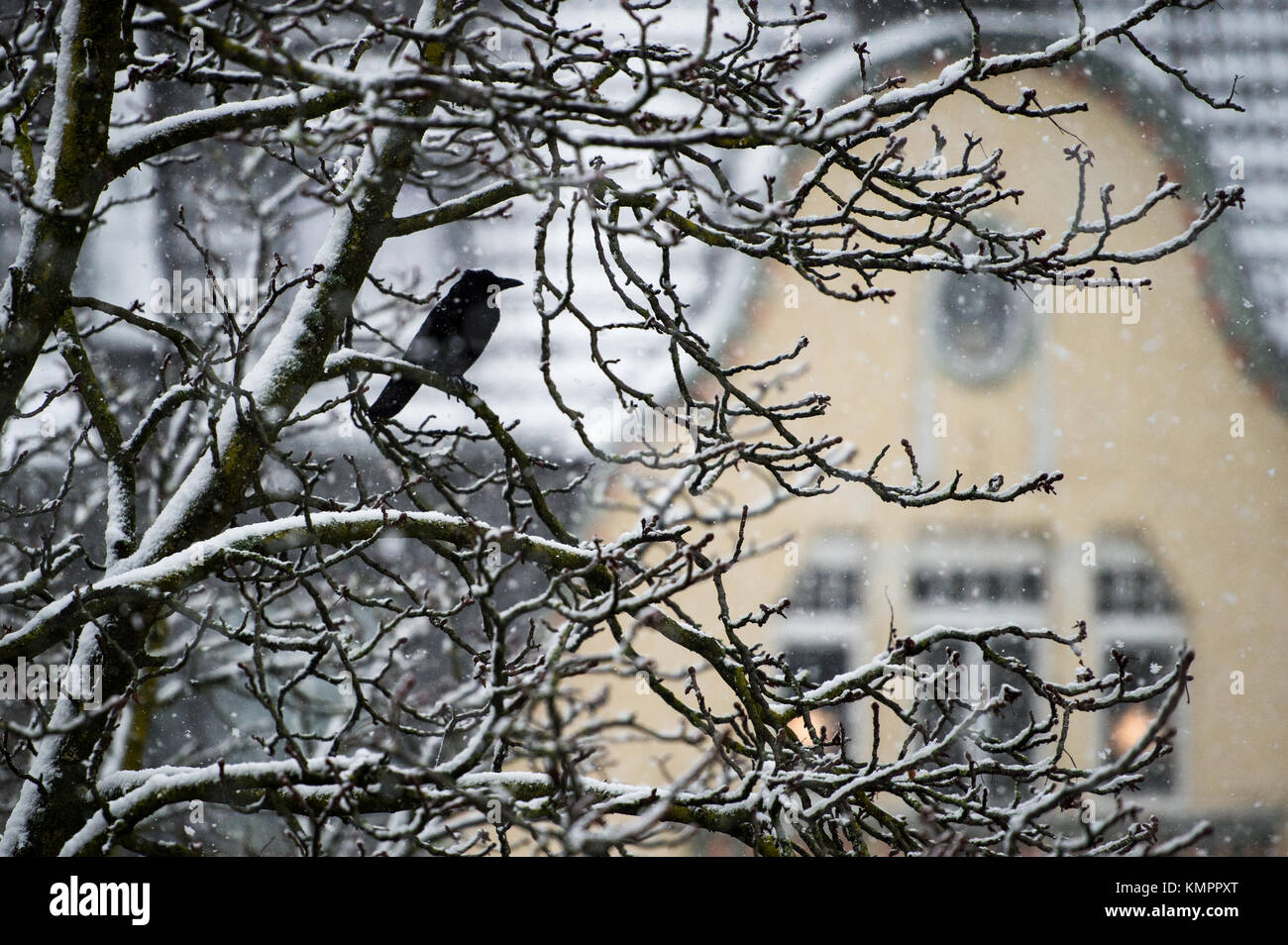 Duesseldorf, Germany. 9th Dec, 2017. A crow perches on the branch of a ...