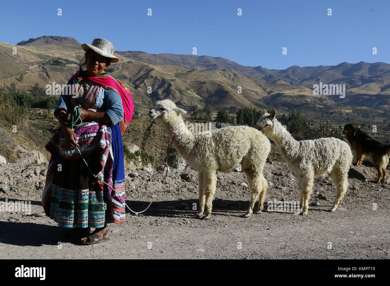 Yanque ( Peru) November, 17 th 2015; Landscape the Canyon del Colca ...