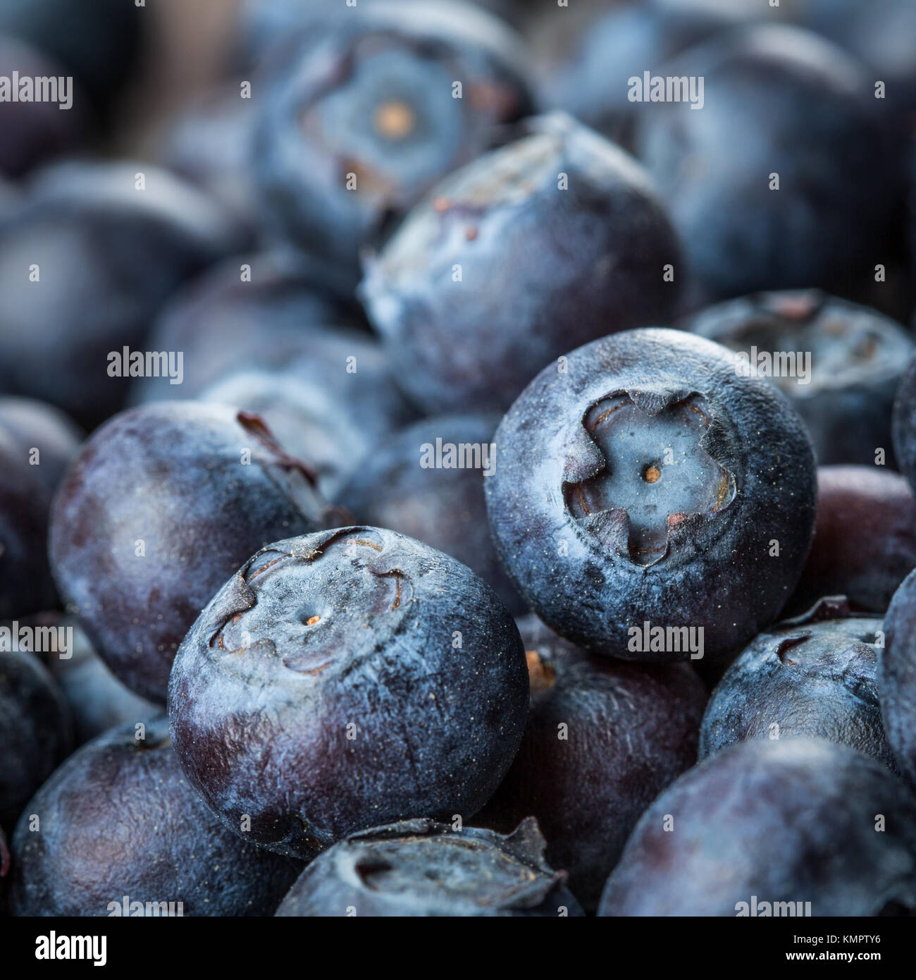 Fresh Berries - Blueberries background closeup Stock Photo - Alamy