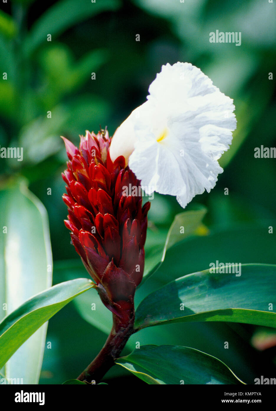 Costus plant hi-res stock photography and images - Alamy