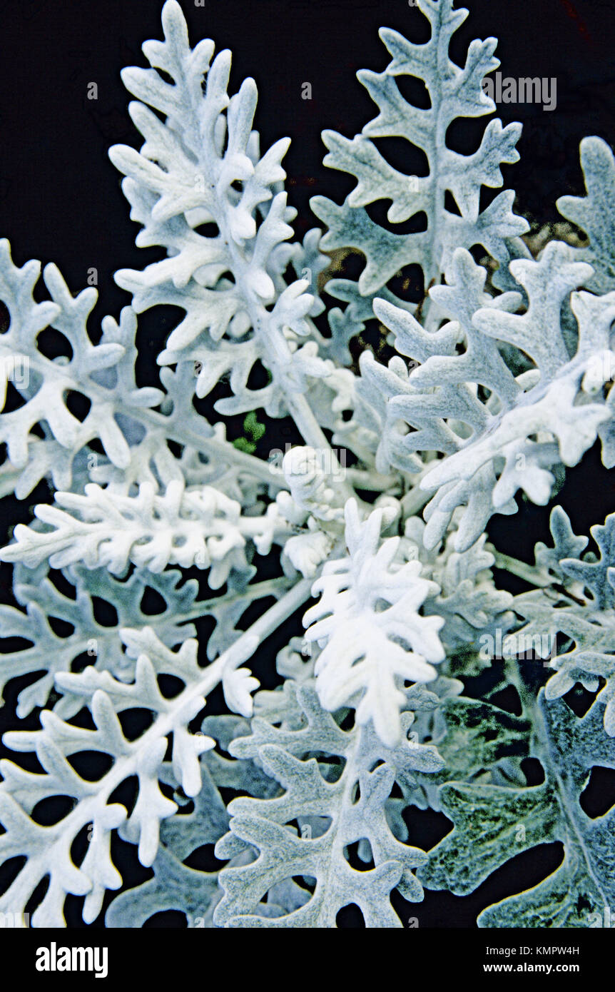Dusty Miller (Senecio cineraria Stock Photo - Alamy Dusty Miller (Senecio cineraria Stock Photo - Alamy