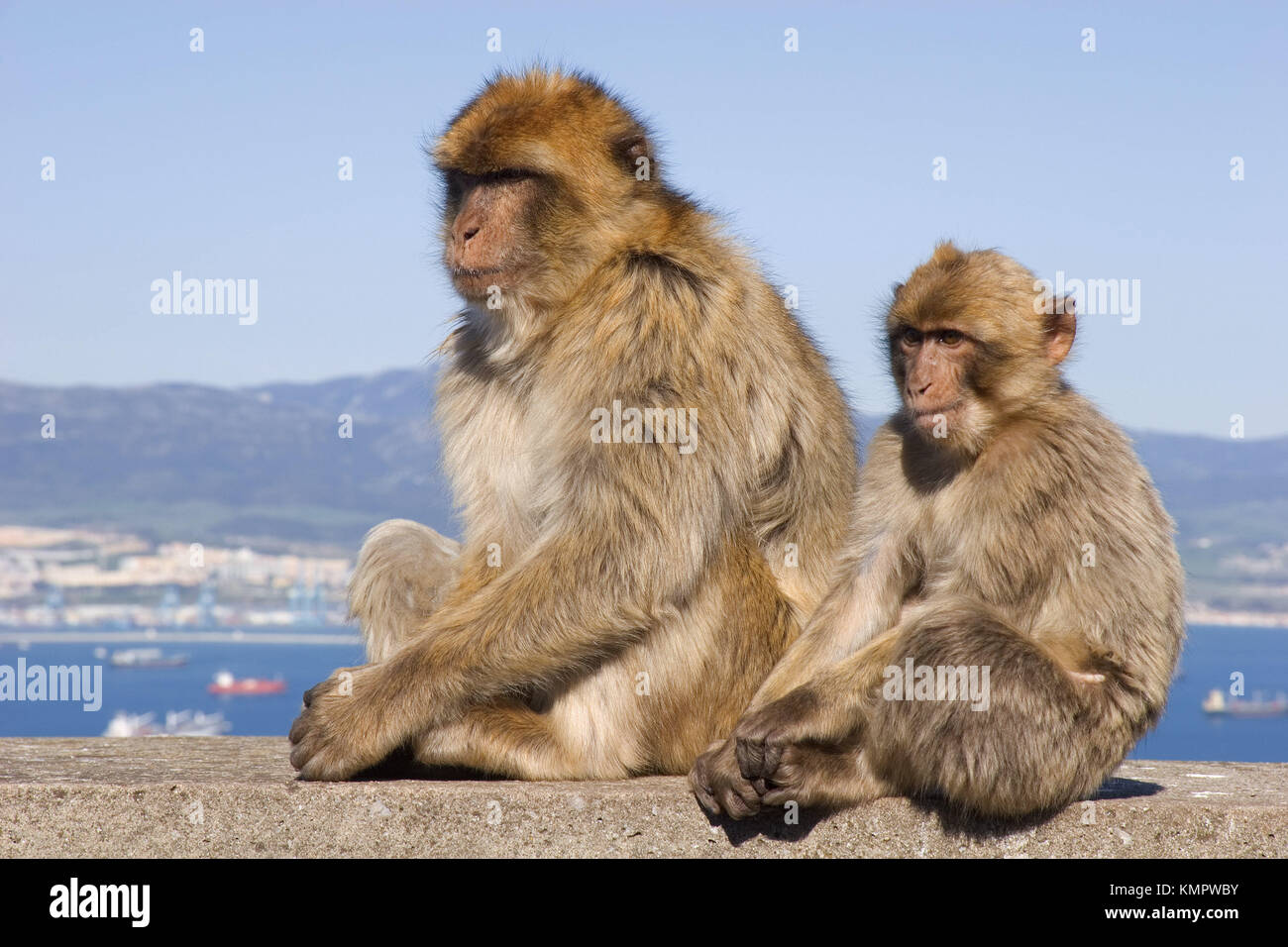 Tail less monkey hi-res stock photography and images - Alamy