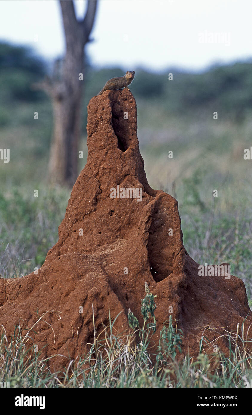 Mongoose nest hi-res stock photography and images - Alamy
