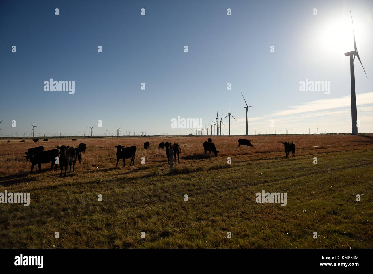 Long rows of wind turbines, wind power technology and livestock, cattle ...