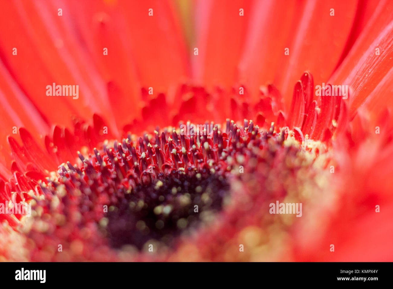 Abstract flower center detail hi-res stock photography and images - Alamy