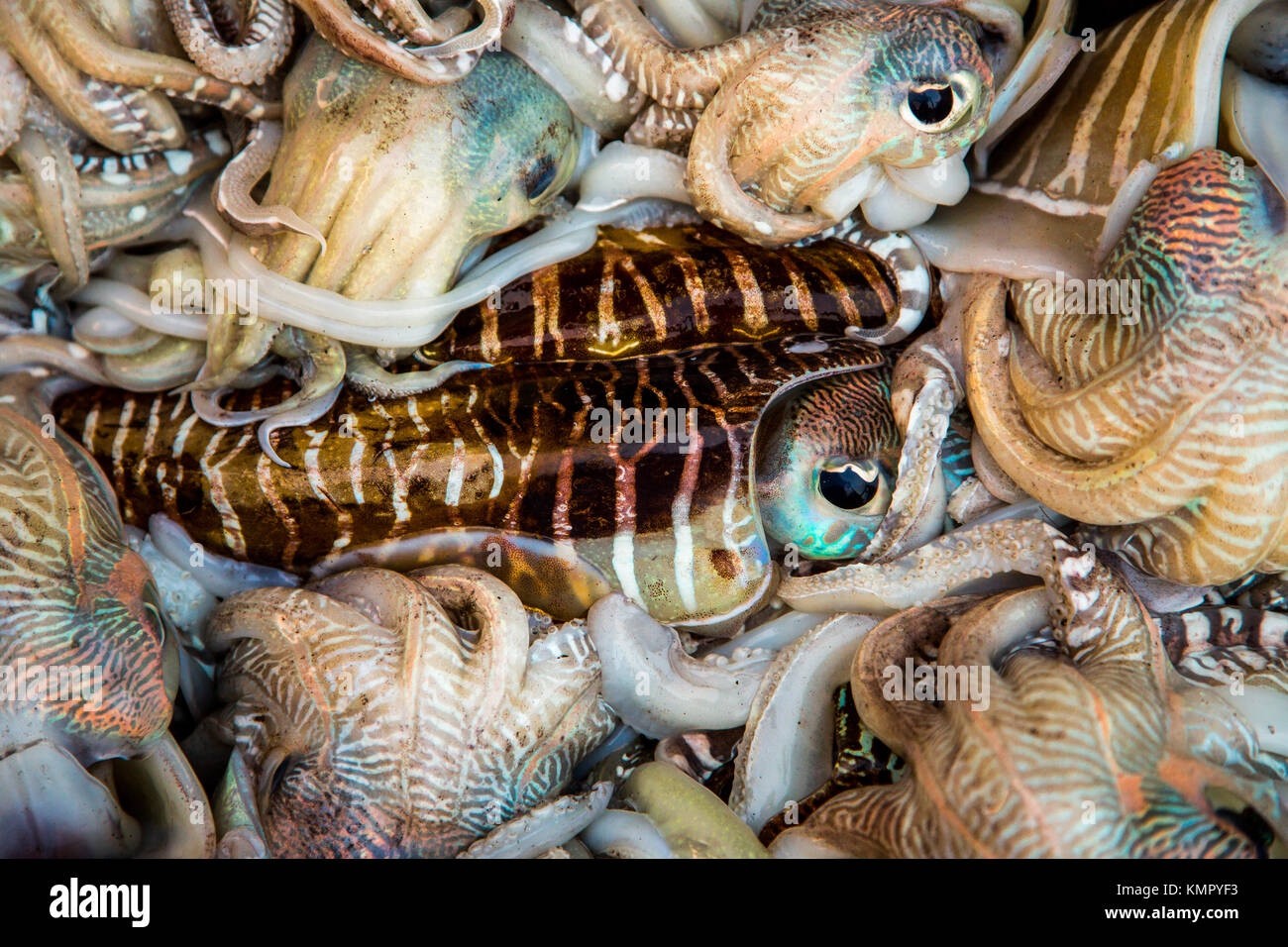 Seafood. Fresh squid tray Stock Photo - Alamy