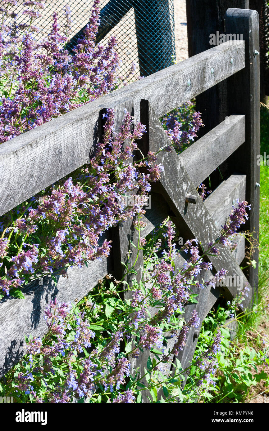 Botanicus ostra nad labem hi-res stock photography and images - Alamy