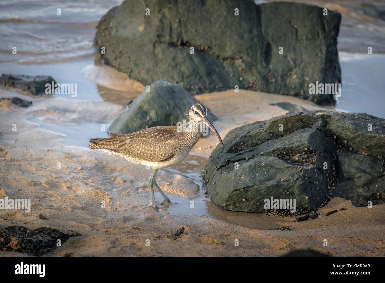 Numenius phaeopus hudsonicus hi-res stock photography and images - Alamy