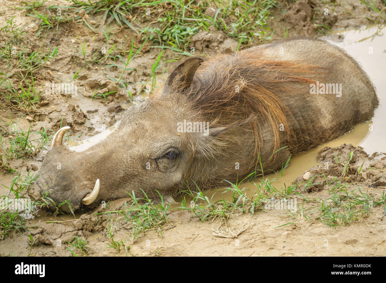 Warthog in a mud pond Stock Photo - Alamy