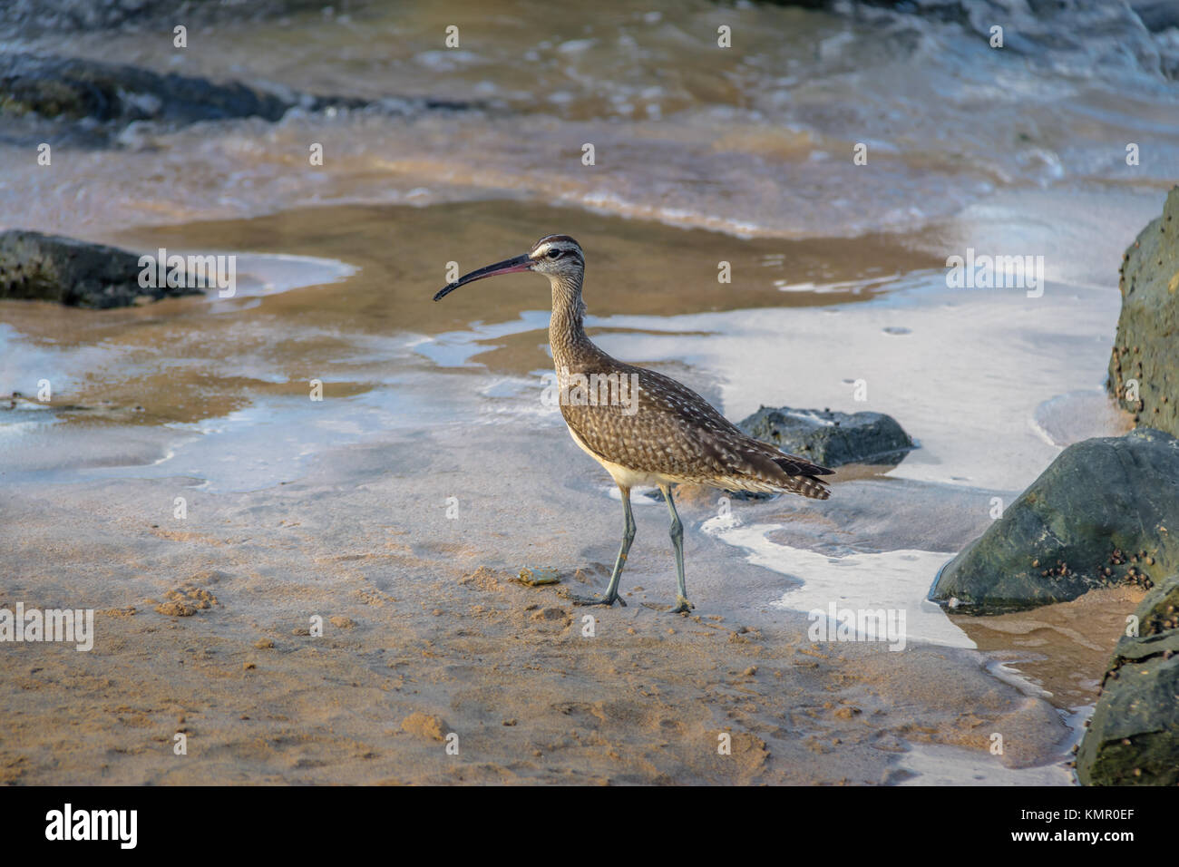 Hudsonian Curlew (Numenius hudsonicus) - Fernando de Noronha ...