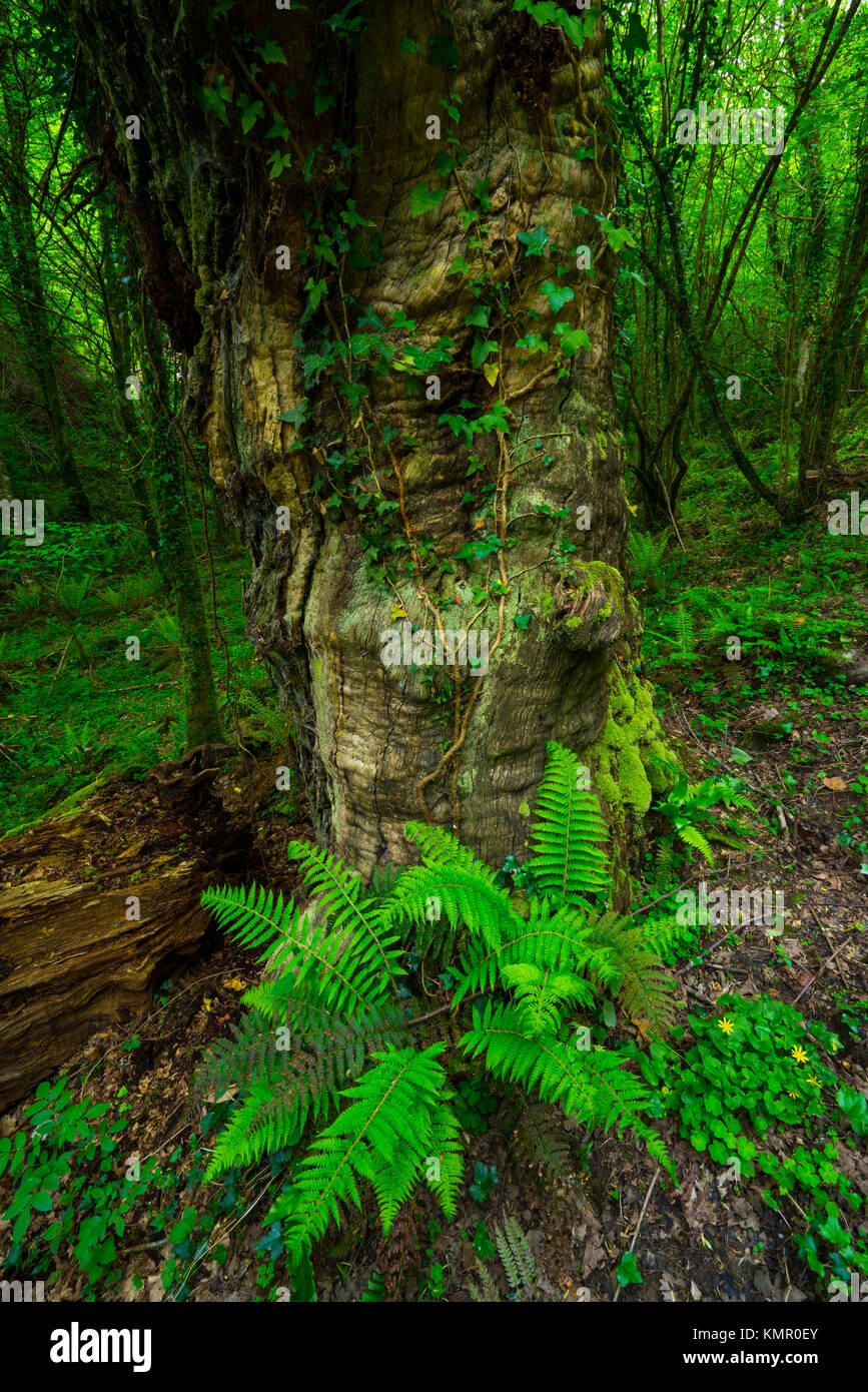 Chestnut forest, Oñati, Gipuzkoa, Basque Country, Spain, Europe Stock ...