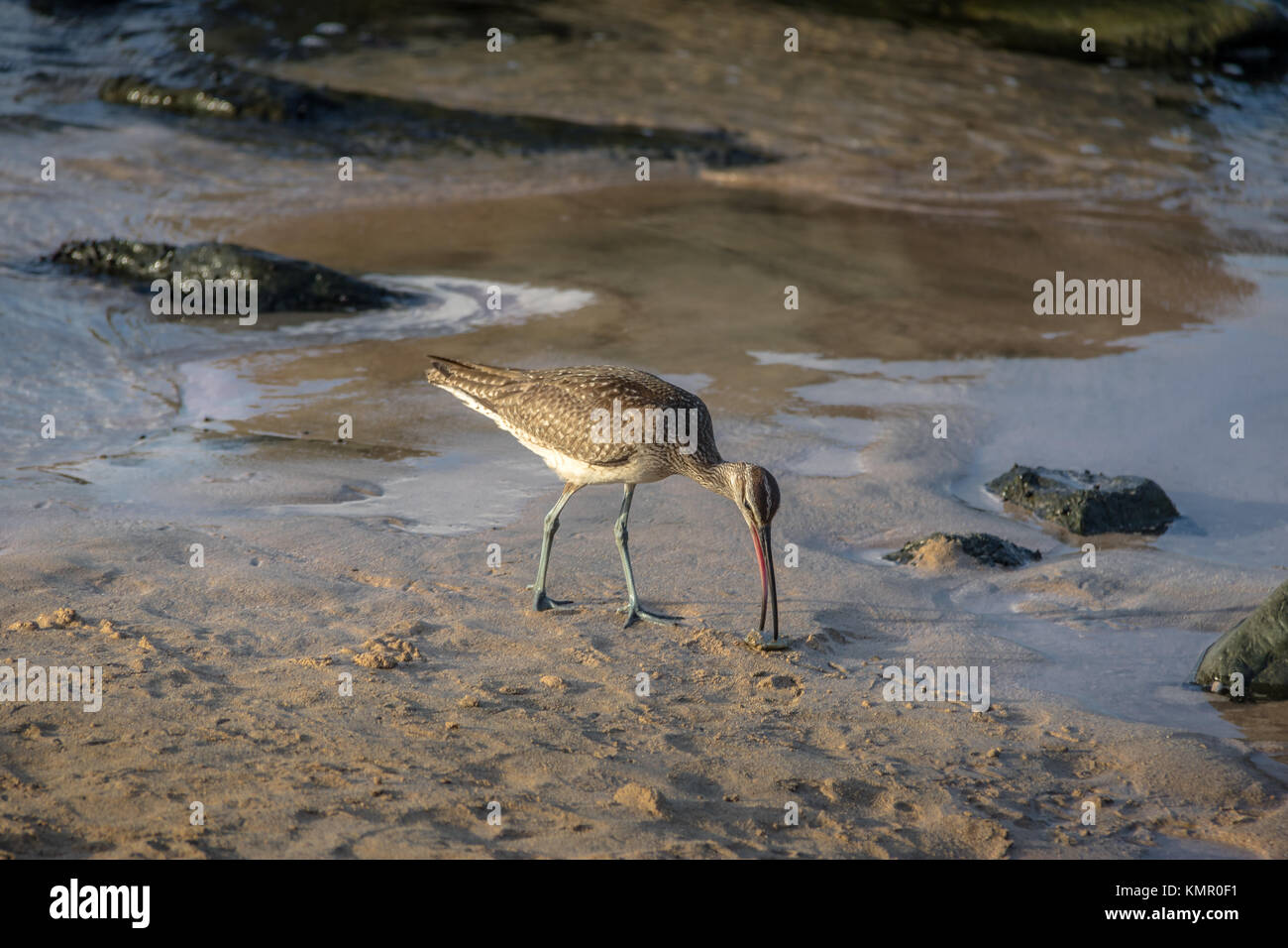 Hudsonian Curlew (Numenius hudsonicus) - Fernando de Noronha ...