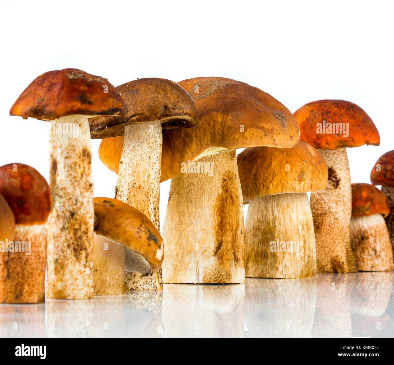 Orange-cap Boletus and porcini mushroom on a white background Stock ...