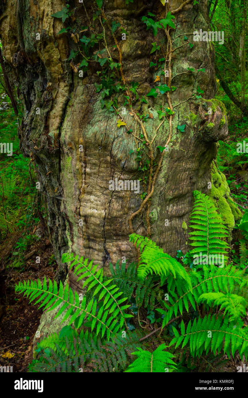 Chestnut forest, Oñati, Gipuzkoa, Basque Country, Spain, Europe Stock ...
