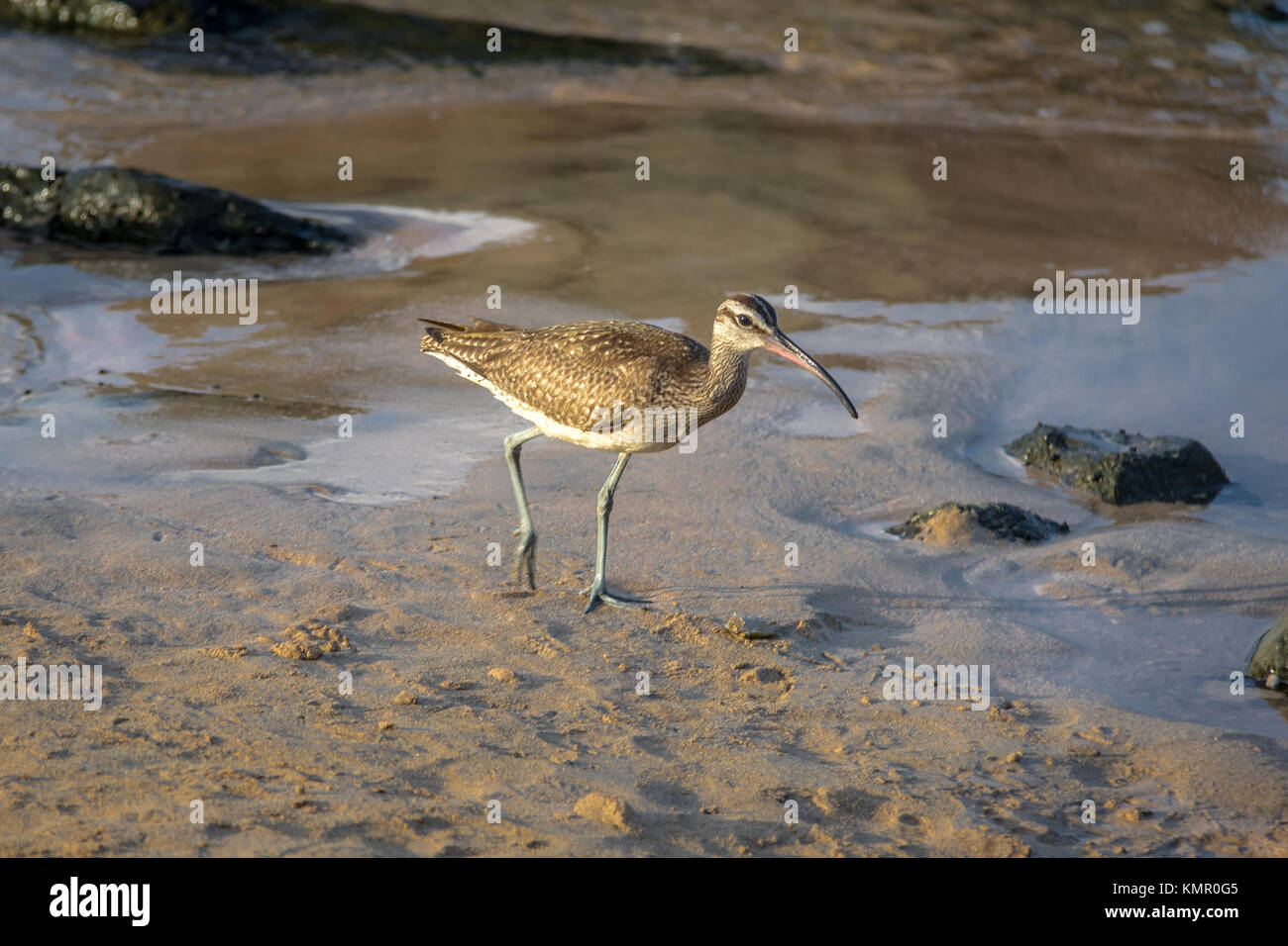 Hudsonian Curlew (Numenius hudsonicus) - Fernando de Noronha ...
