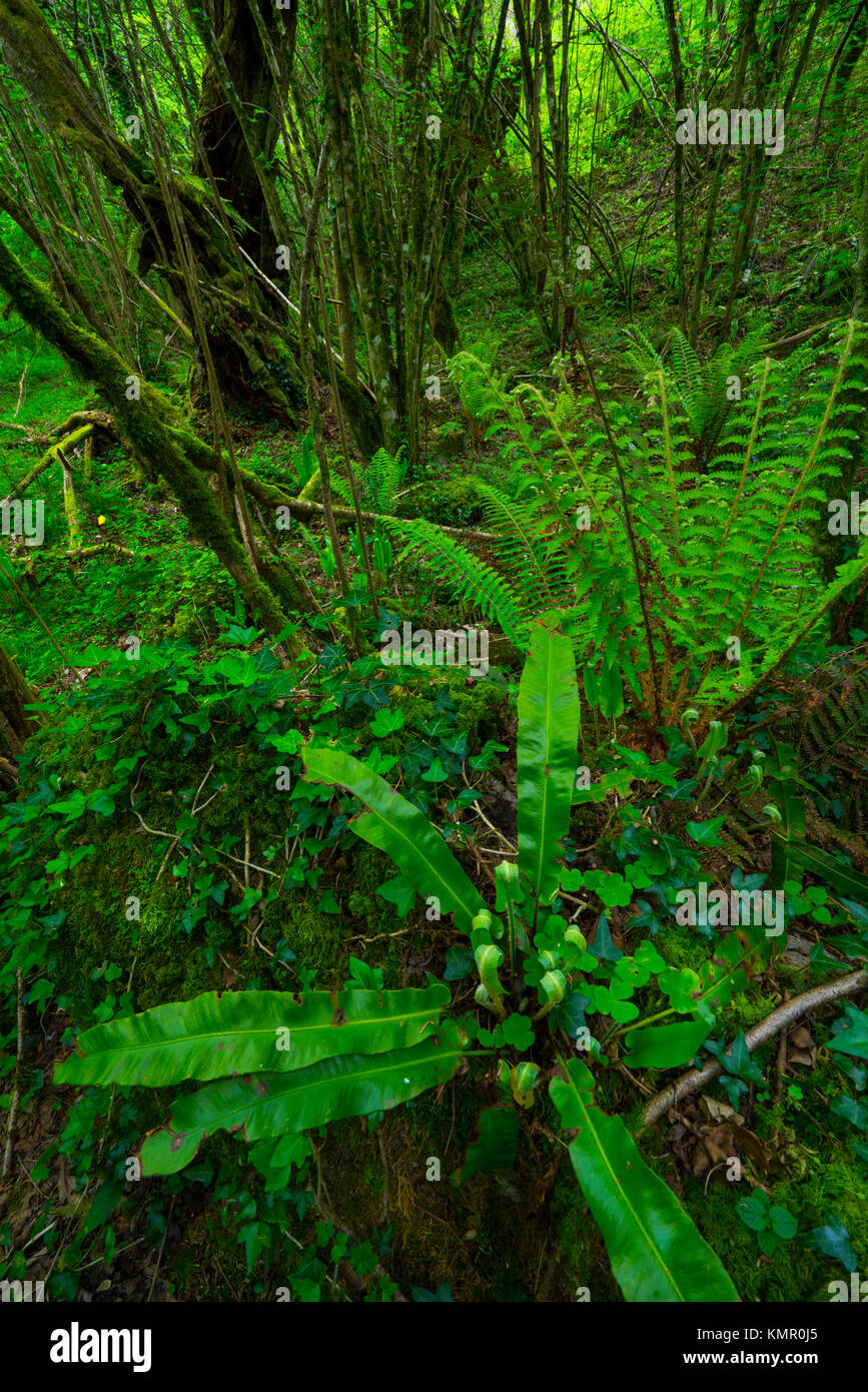 Ferns, Chestnut forest, Oñati, Gipuzkoa, Basque Country, Spain, Europe ...