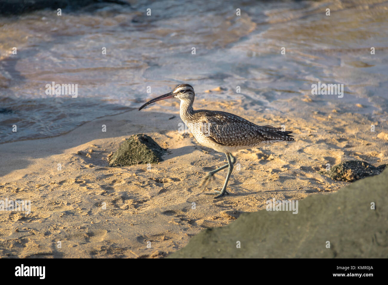 Hudsonian Curlew (Numenius hudsonicus) - Fernando de Noronha ...
