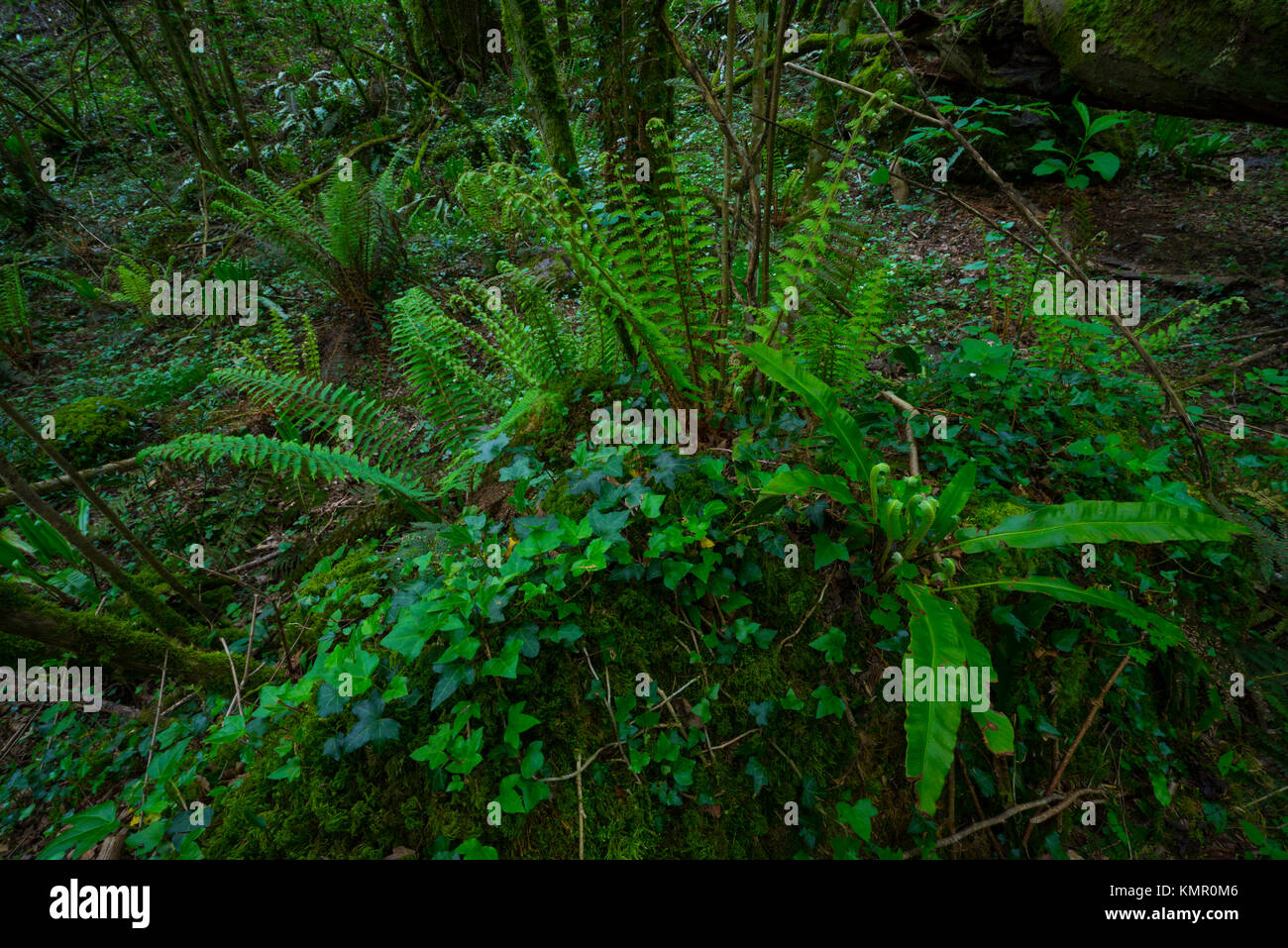 Ferns, Chestnut forest, Oñati, Gipuzkoa, Basque Country, Spain, Europe ...