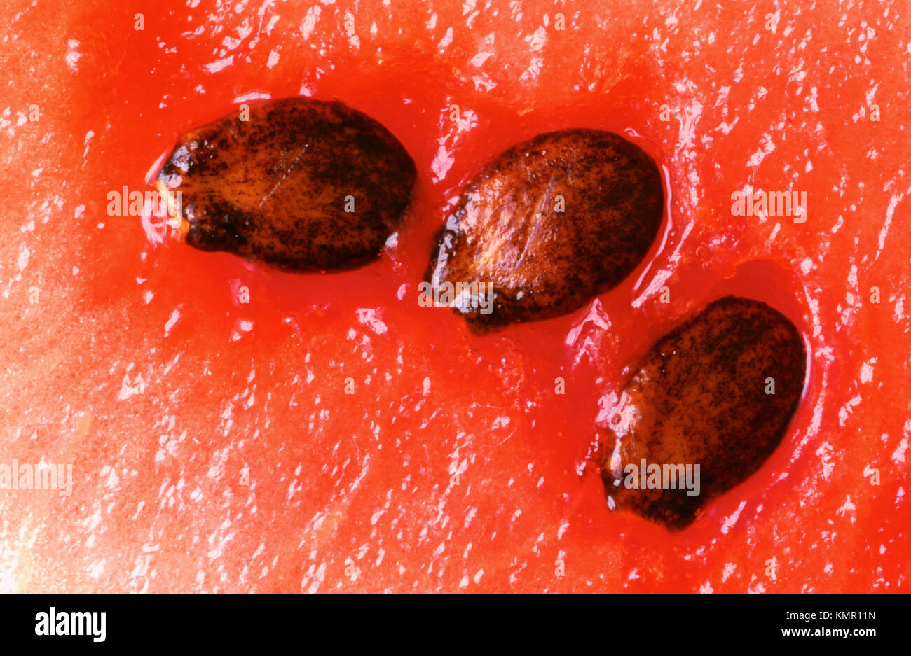 Seeds of watermelon Stock Photo - Alamy