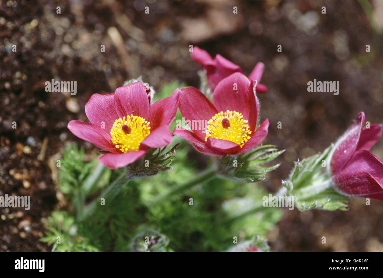 Red Clock Pasque Flower (Pulsatilla vulgaris Stock Photo - Alamy