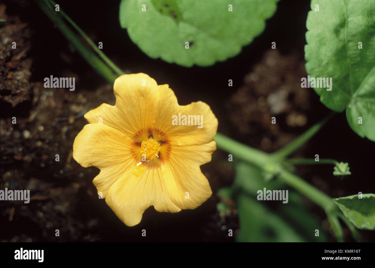 Sida plant hi-res stock photography and images - Alamy