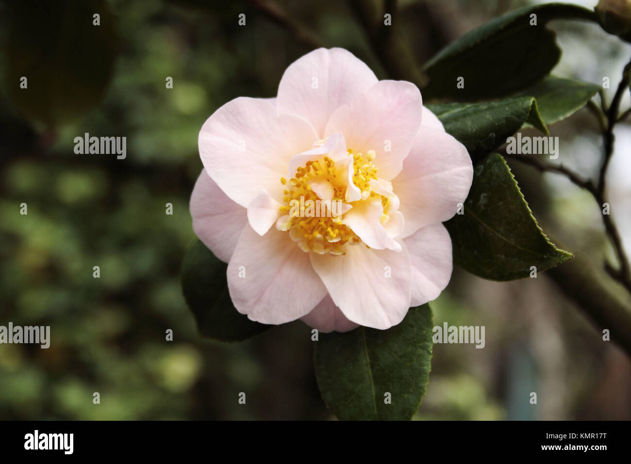 Mizuyoshi hi-res stock photography and images - Alamy