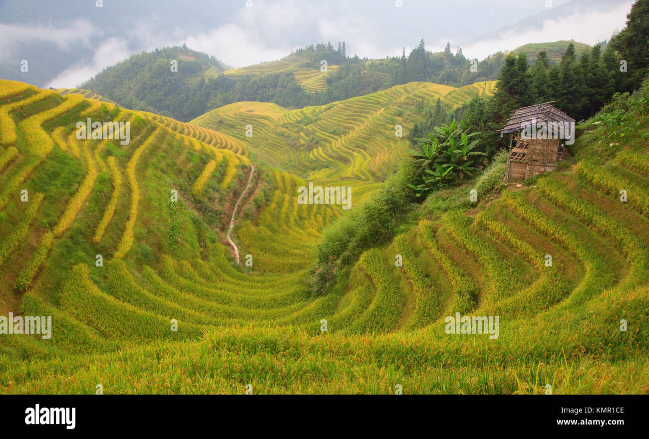 The Longsheng Rice Terraces(Dragon's Backbone) also known as Longji ...