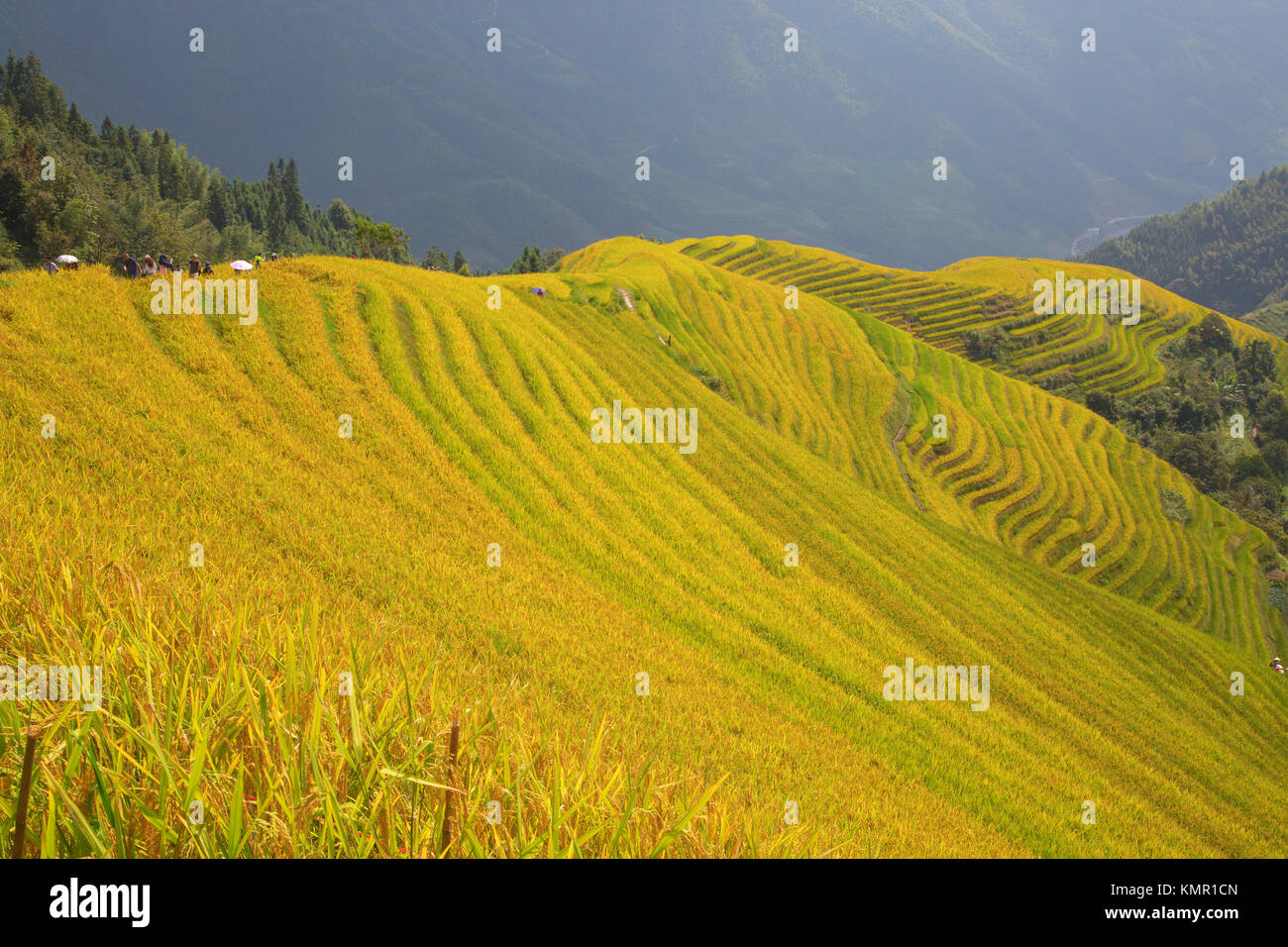 The Longsheng Rice Terraces(Dragon's Backbone) also known as Longji ...