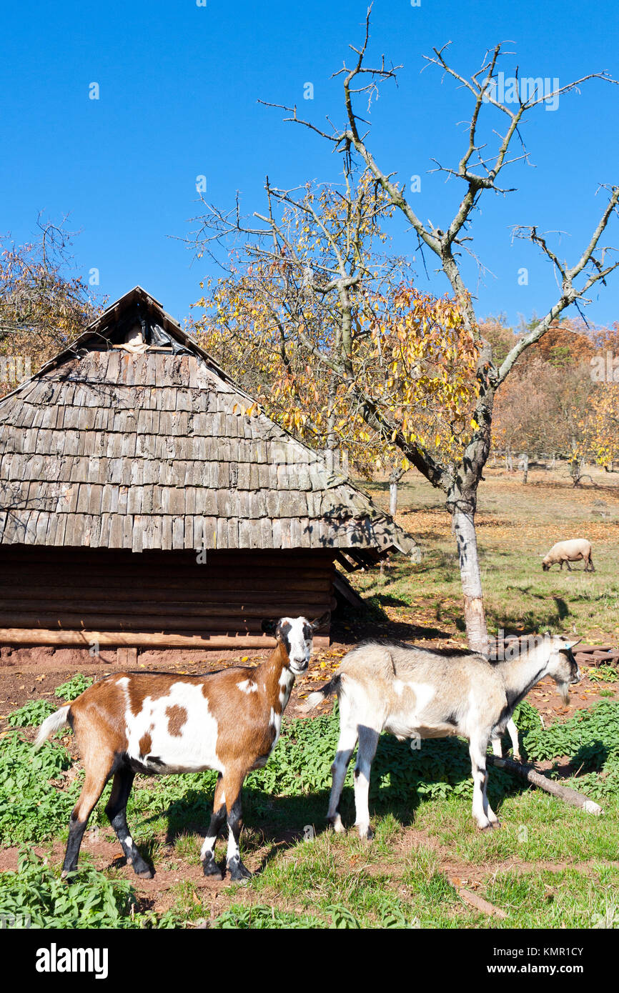 Farma animal hi-res stock photography and images - Alamy