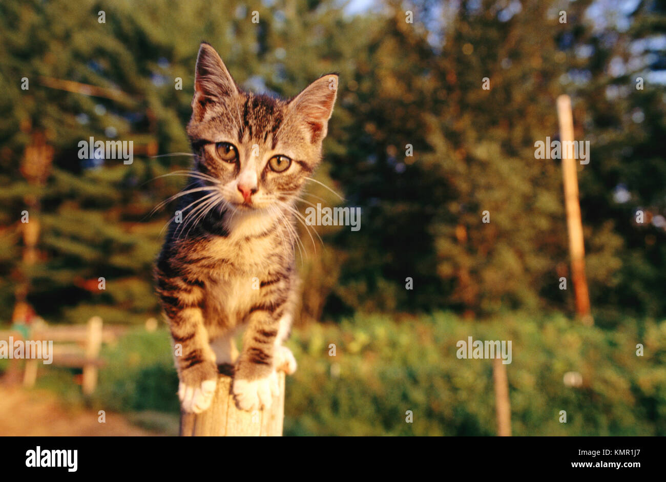 10 Week Old Kitten High Resolution Stock Photography and Images - Alamy