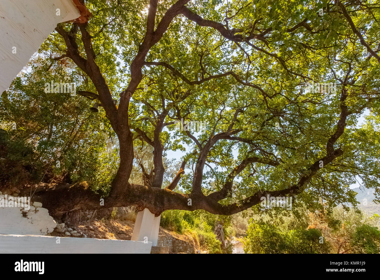 Beautiful botanical garden trees and plants in old chapel in Lesvos ...