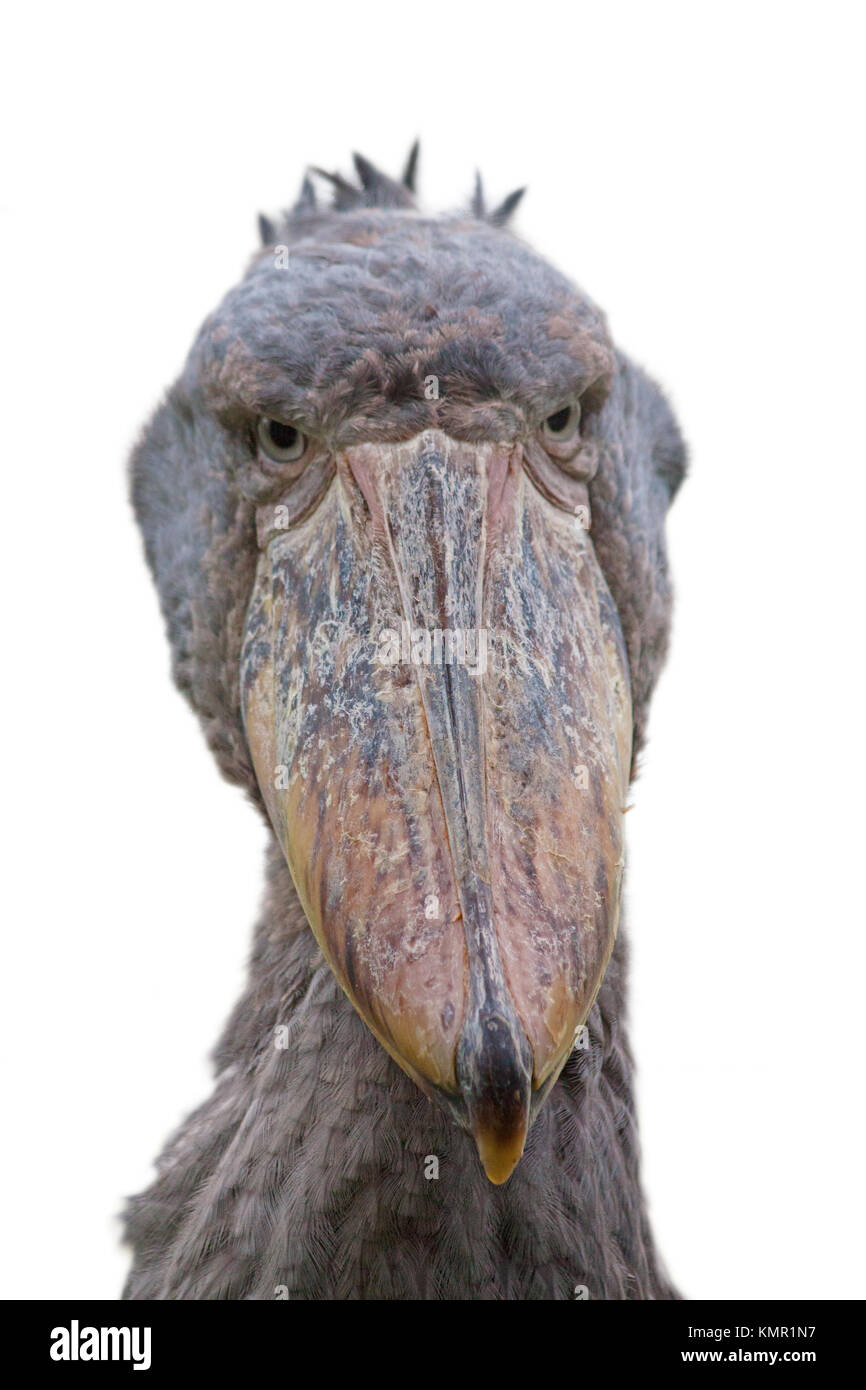 Shoebill face hi-res stock photography and images - Alamy