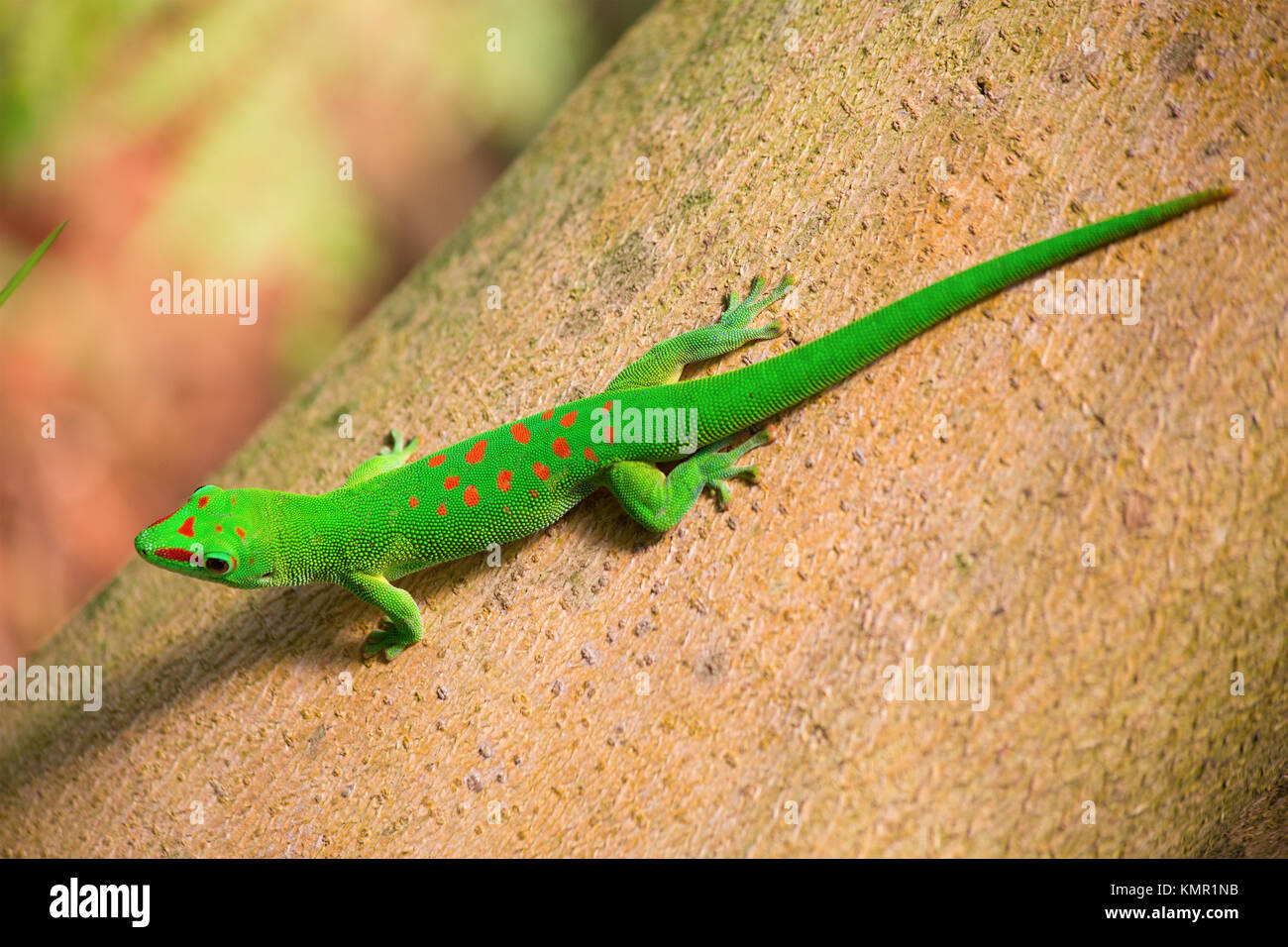 Green gecko on the tree Stock Photo - Alamy