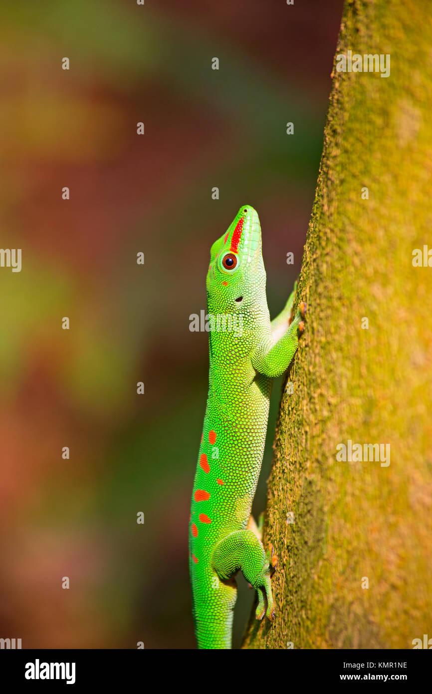 Green gecko on the tree Stock Photo - Alamy