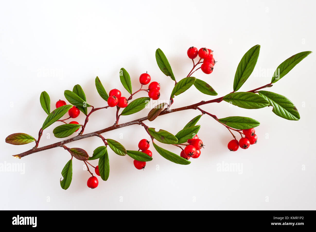 Cotoneaster lacteus hi-res stock photography and images - Alamy
