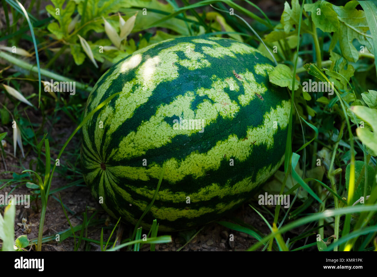 Watermelon seed hi-res stock photography and images - Alamy